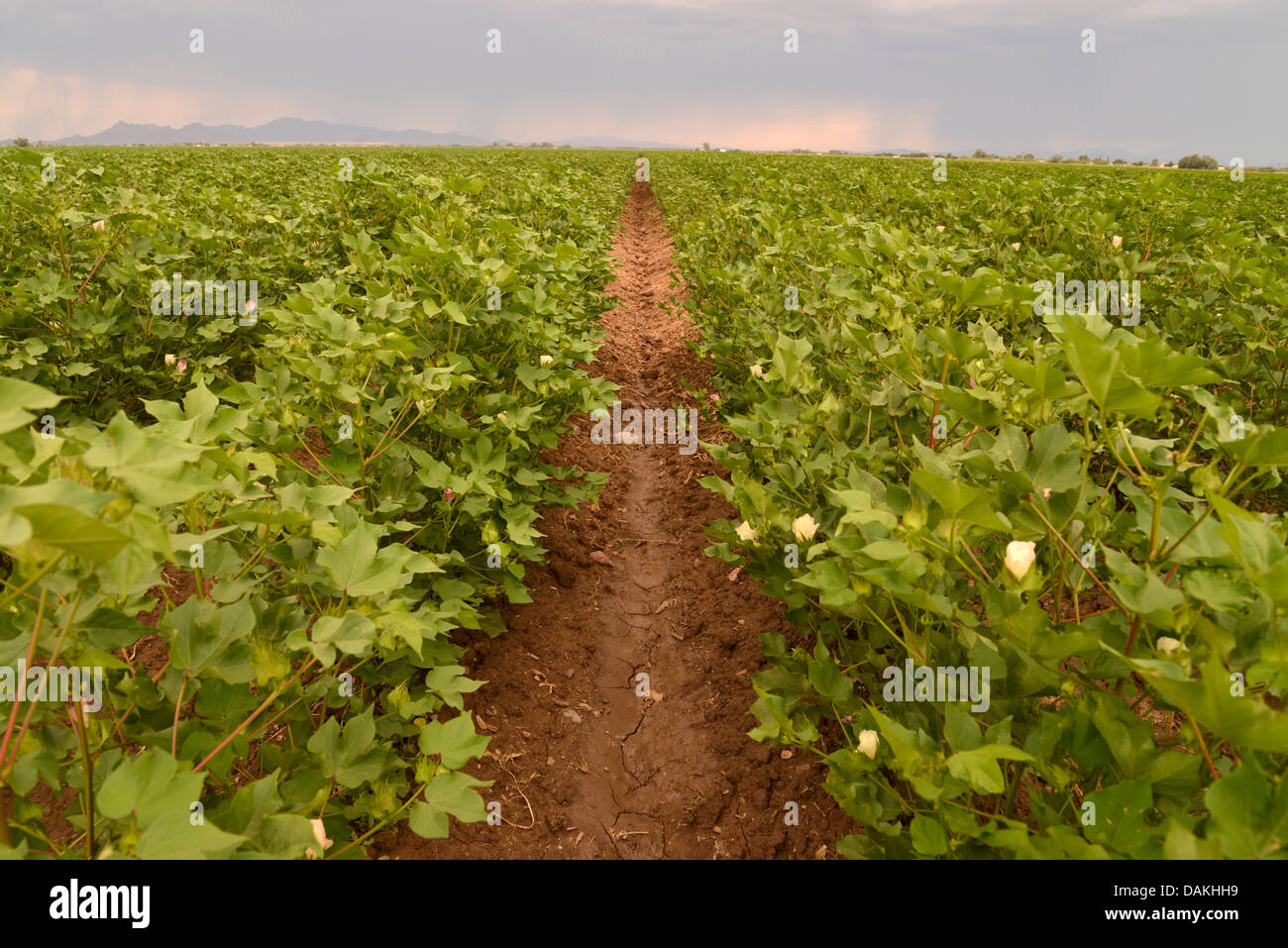 Cotton irrigation hi-res stock photography and images - Alamy