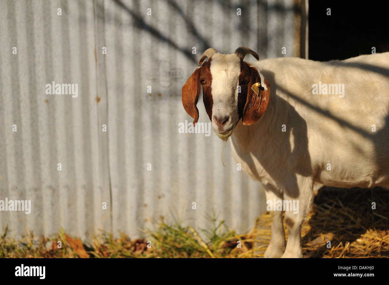 Goat in the barnyard Stock Photo - Alamy