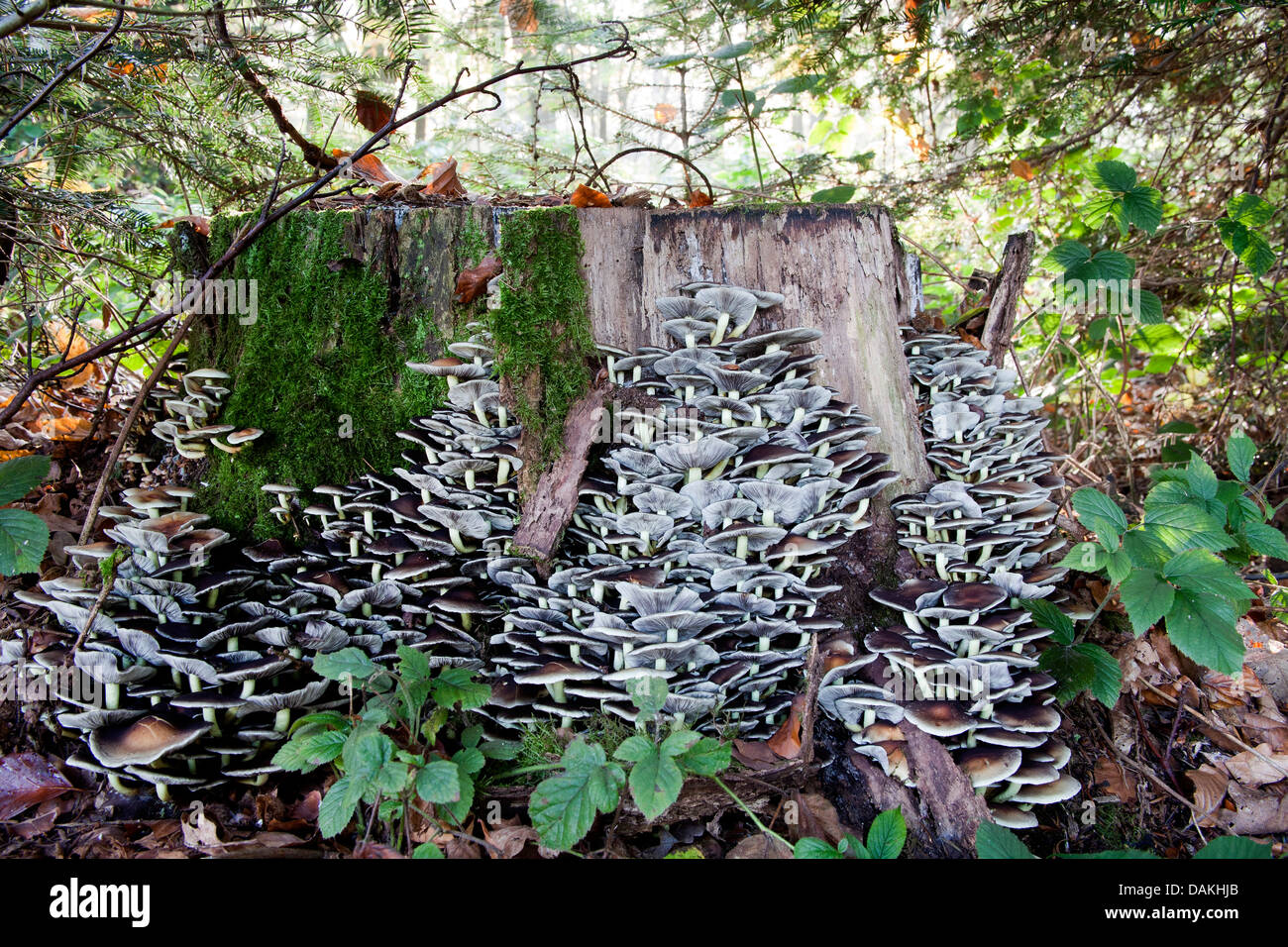 Tree mushrooms hi-res stock photography and images - Alamy