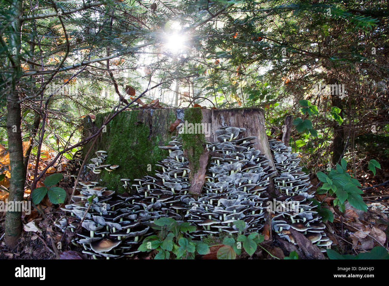 Mushrooms in the backlight hi-res stock photography and images - Alamy