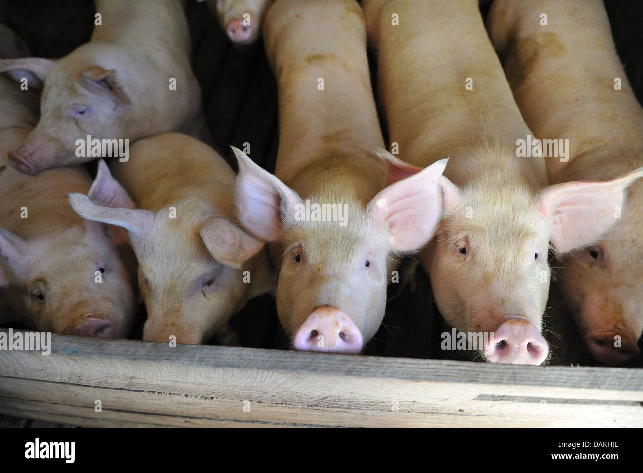 Hog production hi-res stock photography and images - Alamy