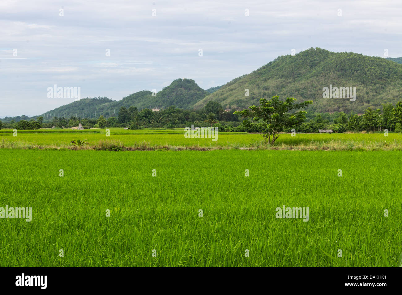 Beautiful rice field with mountain hi-res stock photography and images ...
