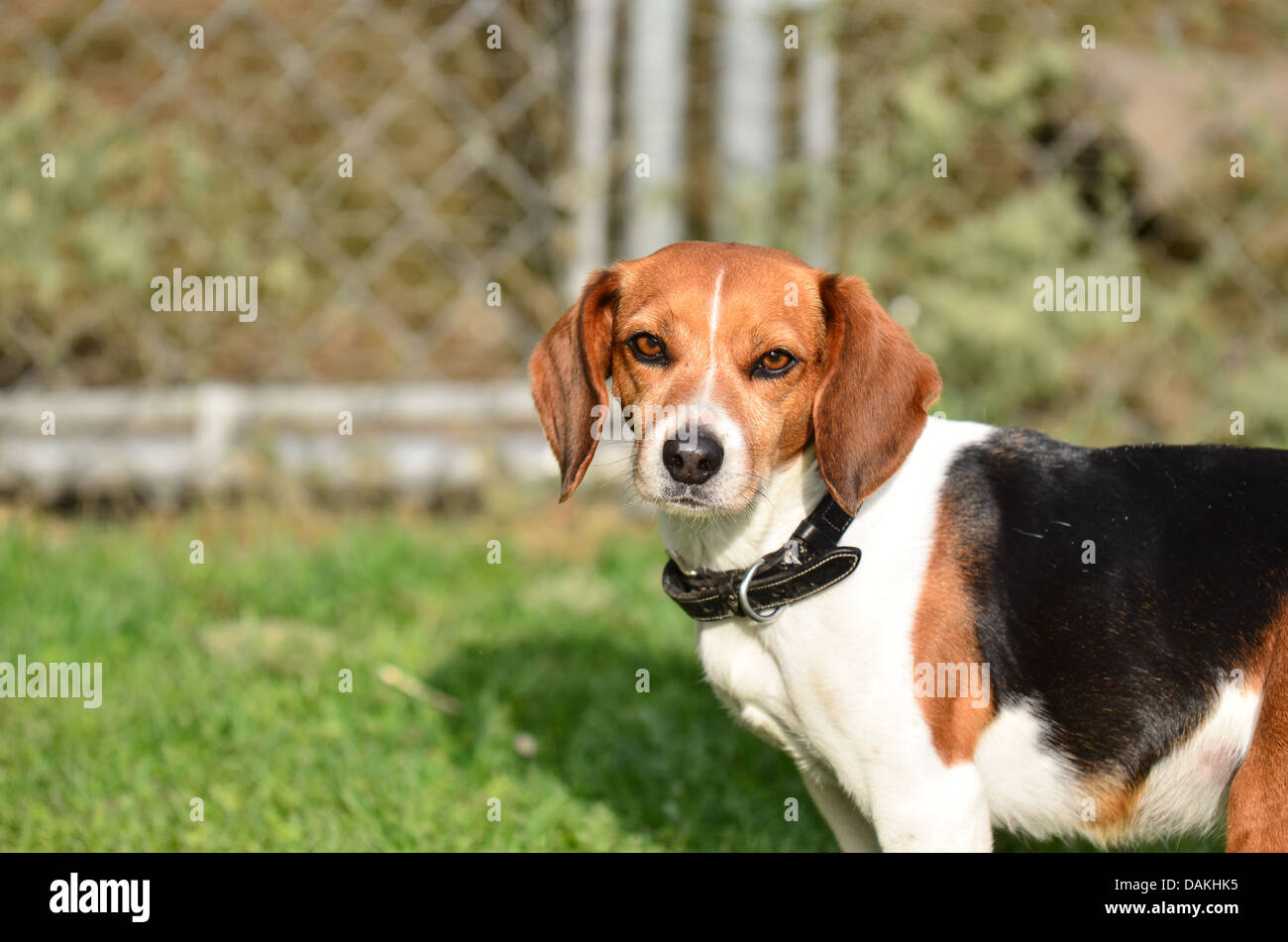 Aroo hi-res stock photography and images - Alamy