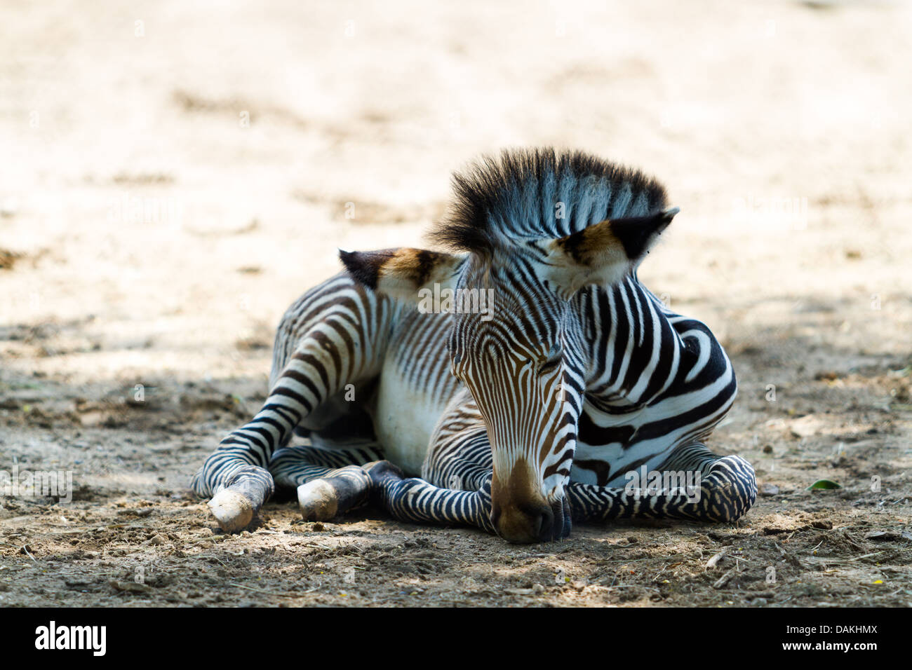 Grevys zebras is most endangered of species of zebra Stock Photo - Alamy