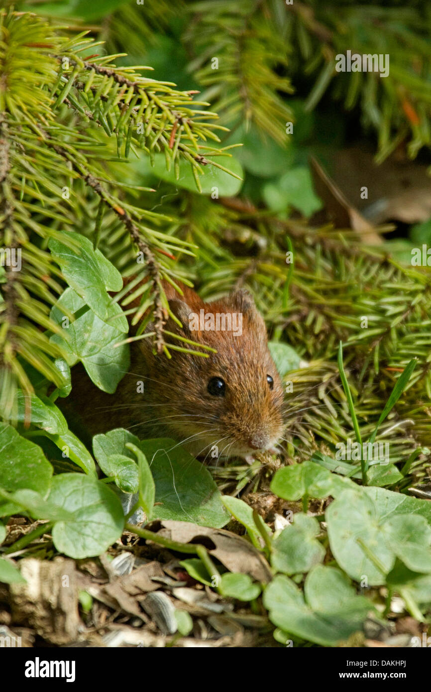 bank vole (Clethrionomys glareolus, Myodes glareolus), looking out ...