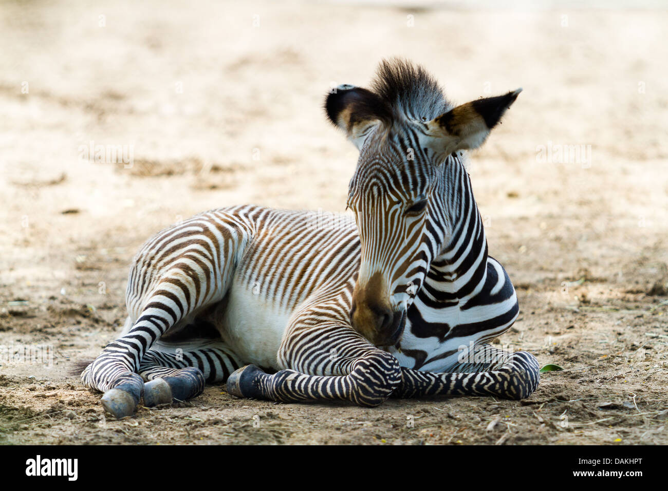 Grevys zebras is most endangered of species of zebra Stock Photo - Alamy