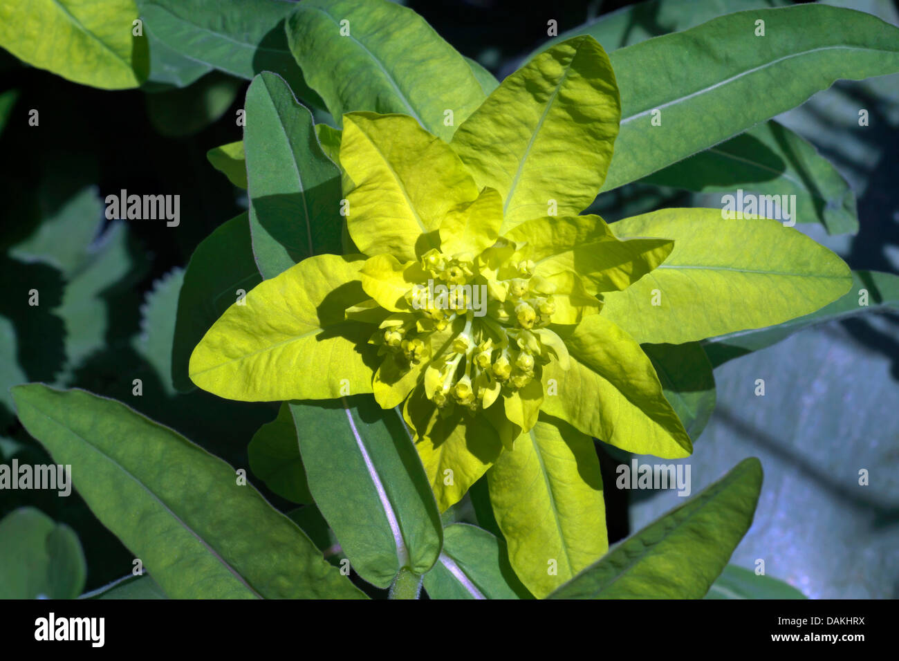 Cushion spurge euphorbia polychroma hi-res stock photography and images ...