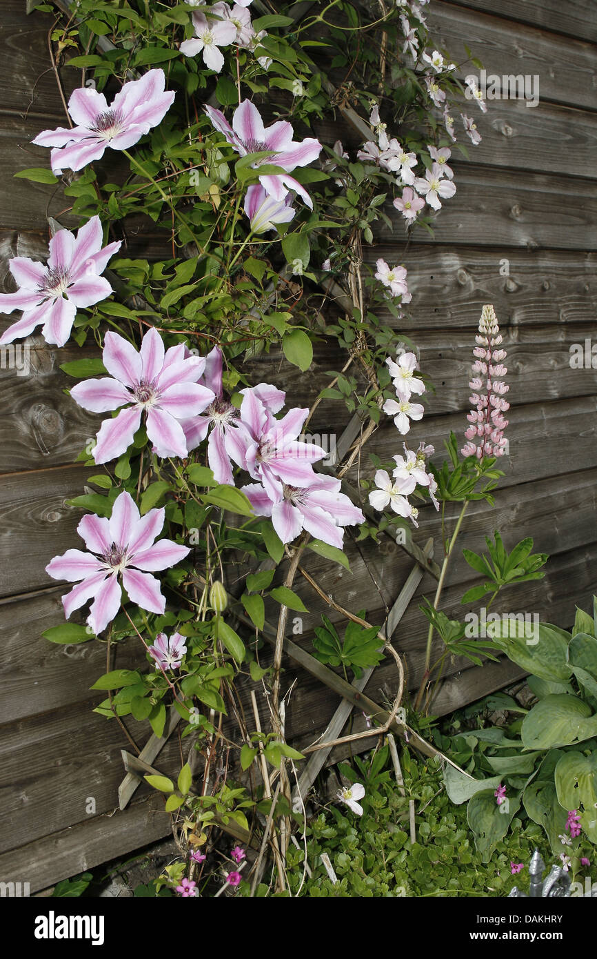 Clematis garden wall hi-res stock photography and images - Alamy