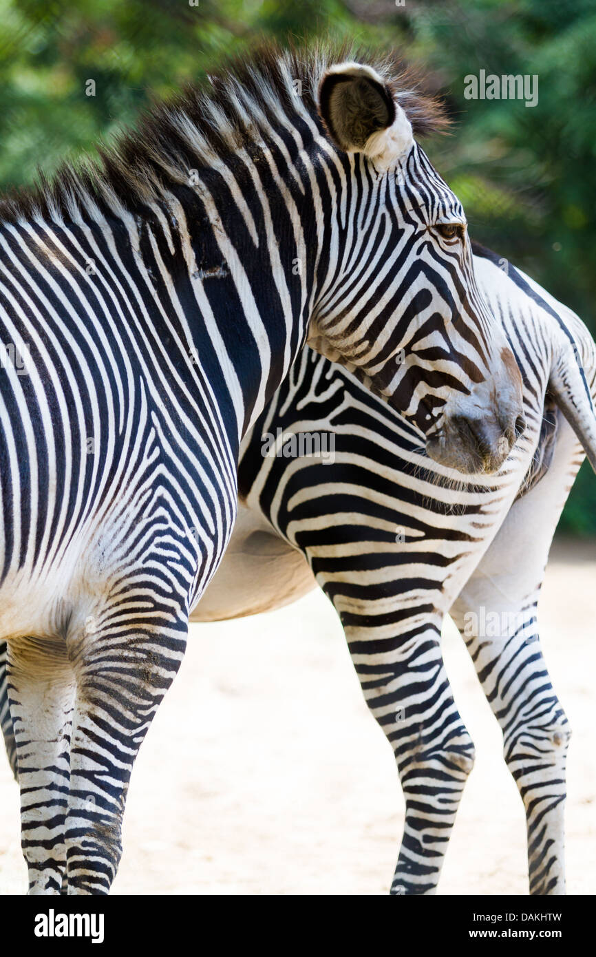 Grevys zebras is most endangered of species of zebra Stock Photo - Alamy