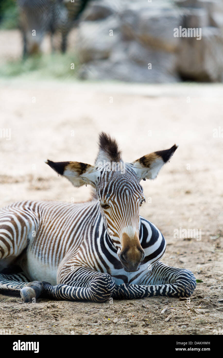 Grevys zebras is most endangered of species of zebra Stock Photo - Alamy