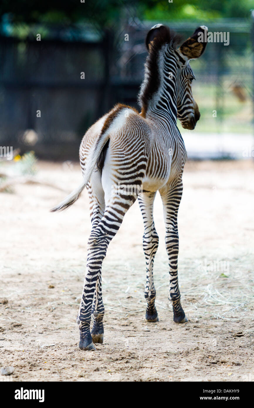 Grevys zebras is most endangered of species of zebra Stock Photo - Alamy