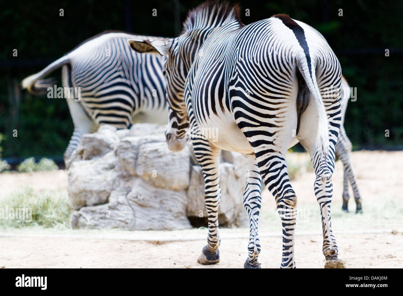 Grevys zebras is most endangered of species of zebra Stock Photo - Alamy