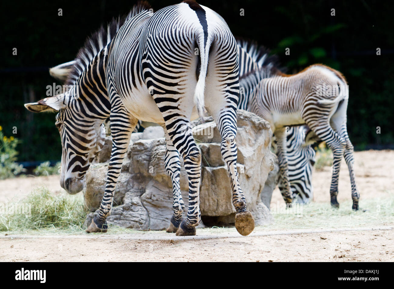 Grevys zebras is most endangered of species of zebra Stock Photo - Alamy
