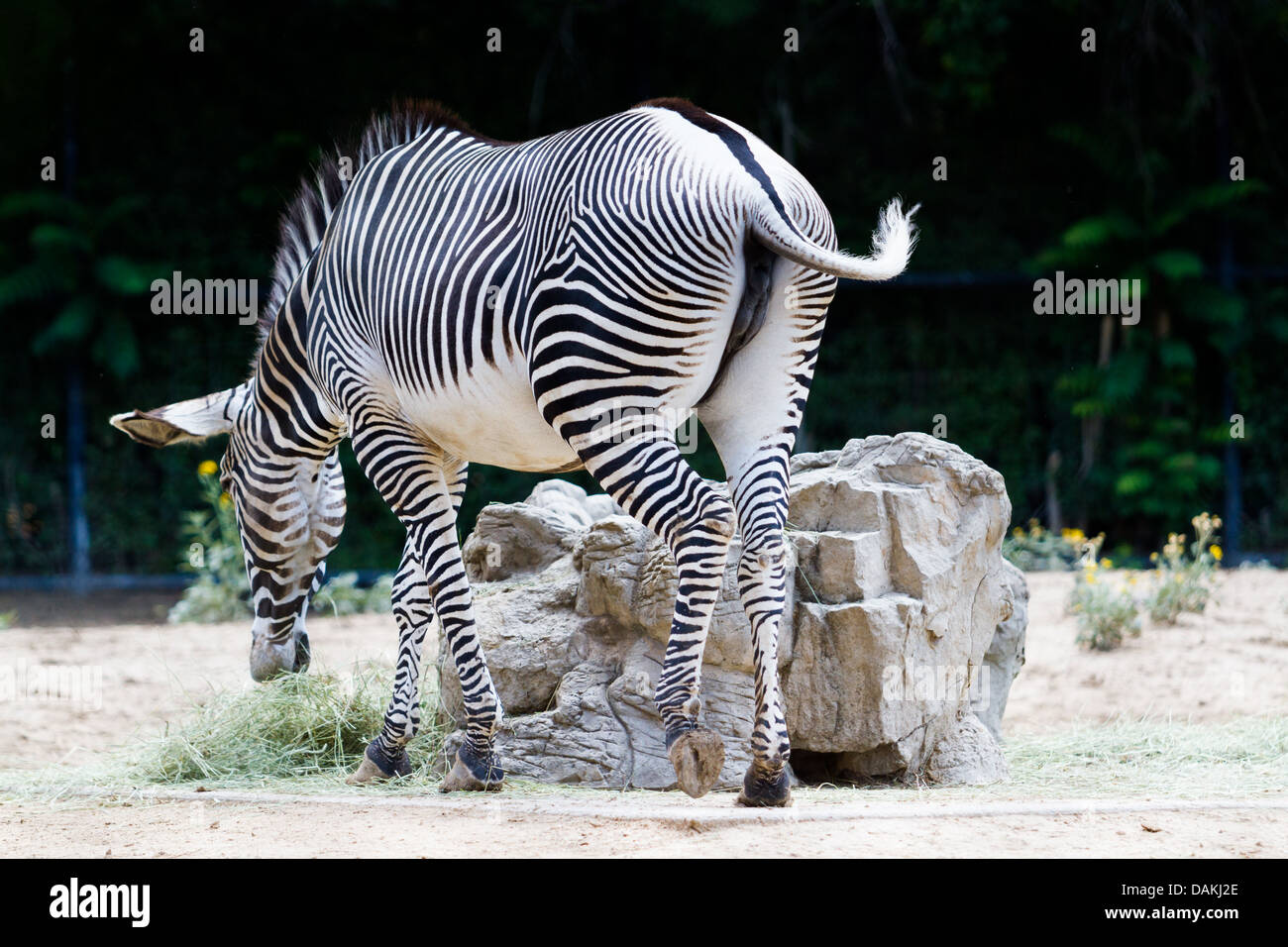 Grevys zebras is most endangered of species of zebra Stock Photo - Alamy
