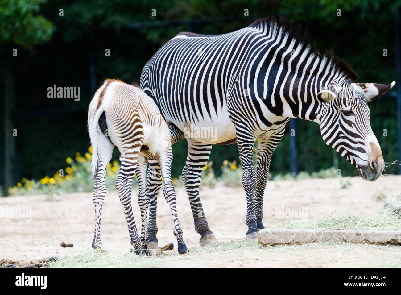 Grevys zebras is most endangered of species of zebra Stock Photo - Alamy