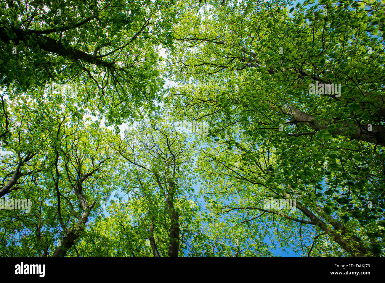 Overhead trees in the Blenheim Palace gardens, Woodstock, Oxfordshire ...
