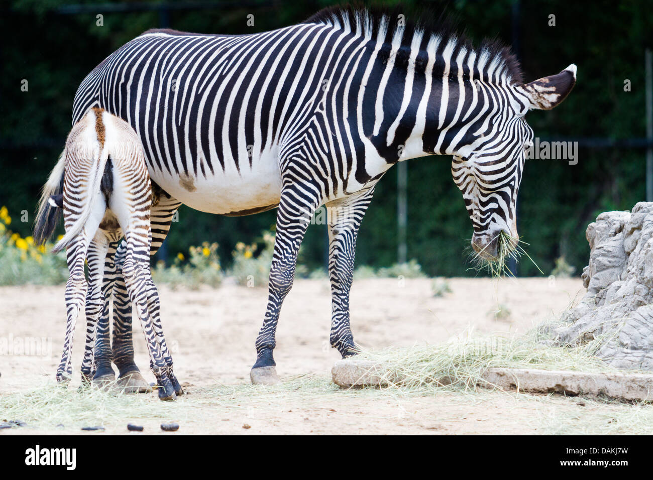 Grevys zebras is most endangered of species of zebra Stock Photo - Alamy