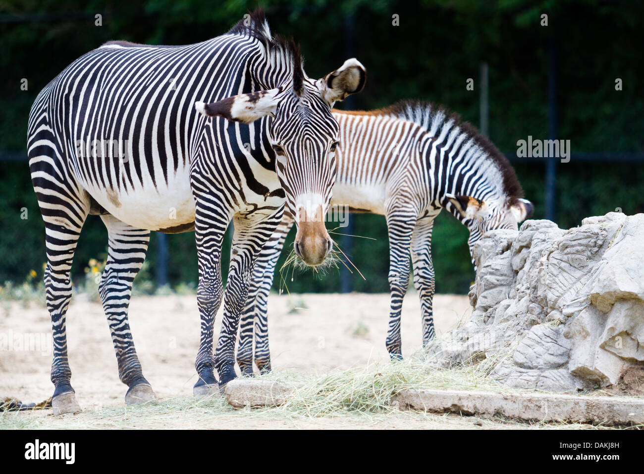 Grevys zebras is most endangered of species of zebra Stock Photo - Alamy