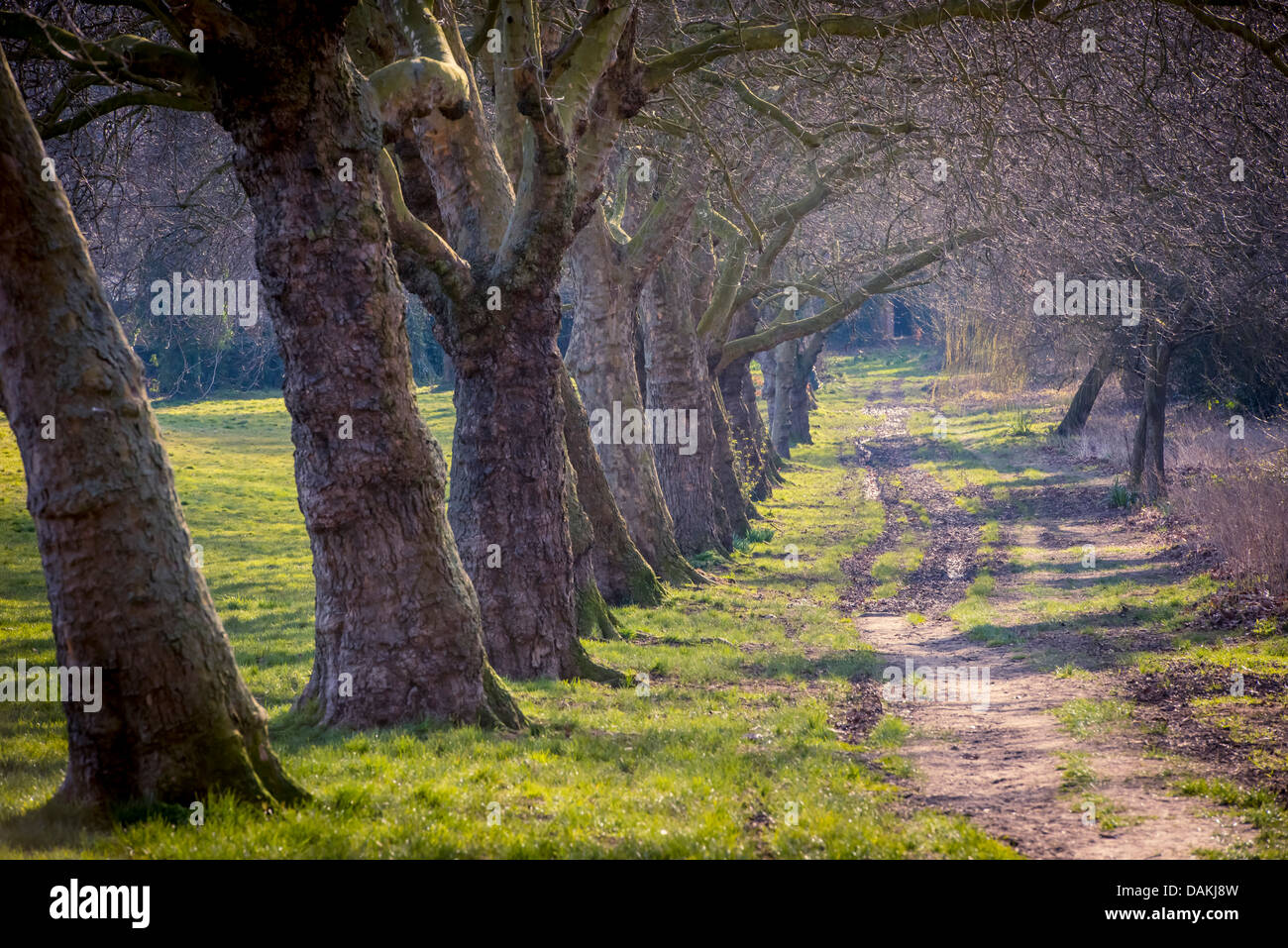Primrose avenue hi-res stock photography and images - Alamy