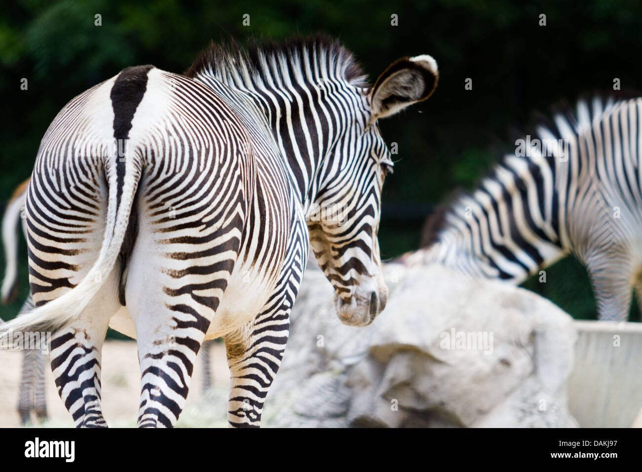 Grevys zebras is most endangered of species of zebra Stock Photo - Alamy