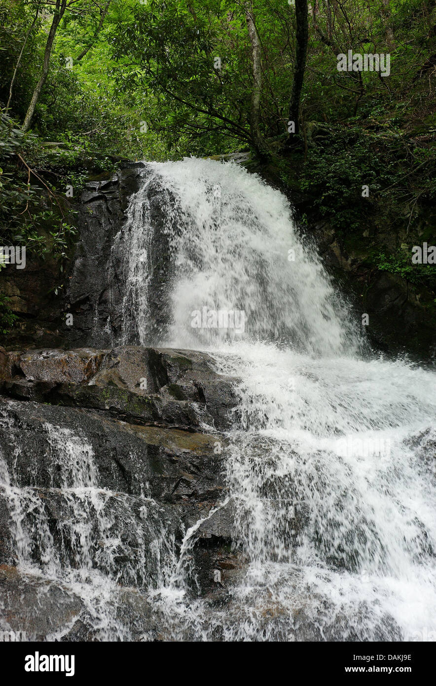 Laurel Branch and the 80-foot high Laurel Falls Great Smoky Mountains ...