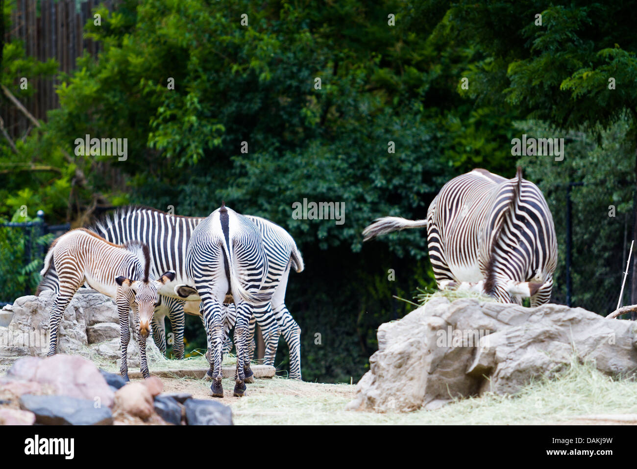 Grevys zebras is most endangered of species of zebra Stock Photo - Alamy