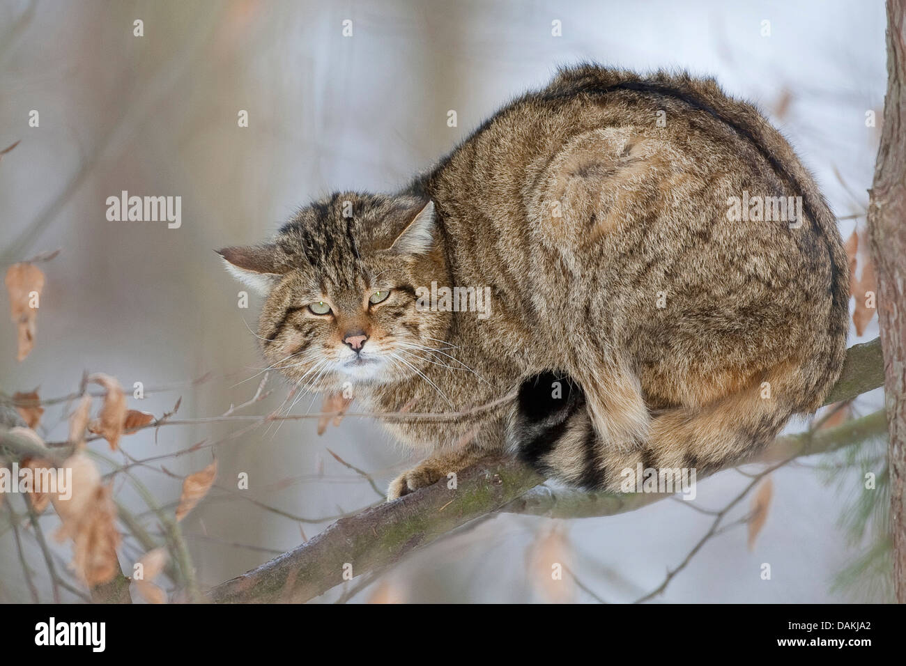 European wildcat, forest wildcat (Felis silvestris silvestris), sitting ...