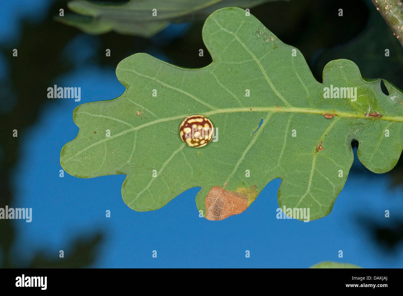 Striped pea gall causer hi-res stock photography and images - Alamy