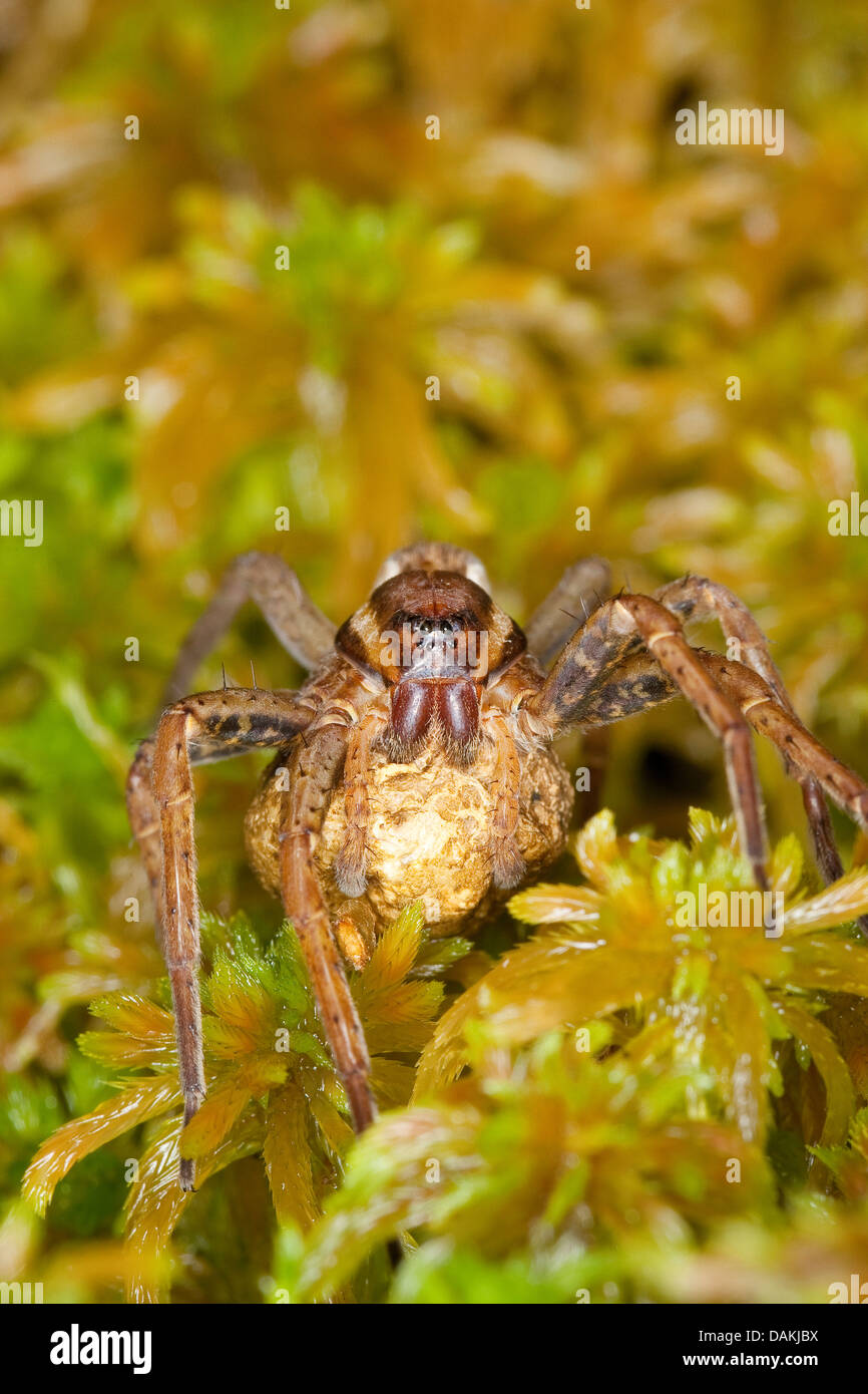 Fishing spider fishing hi-res stock photography and images - Alamy