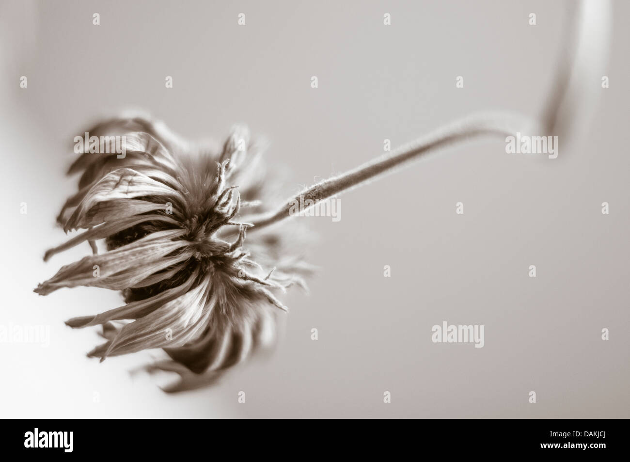 Stalk gerbera hi-res stock photography and images - Alamy