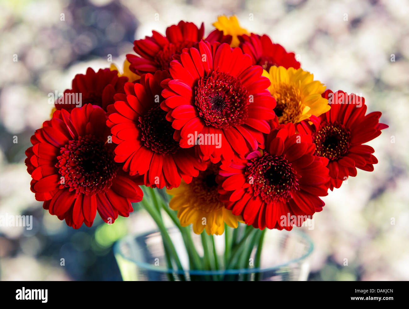 Close up gerberas hi-res stock photography and images - Alamy