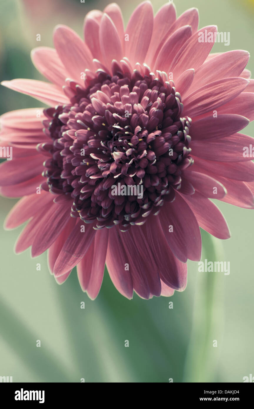 A close up of a Gerbera slightly desaturated, against a green ...