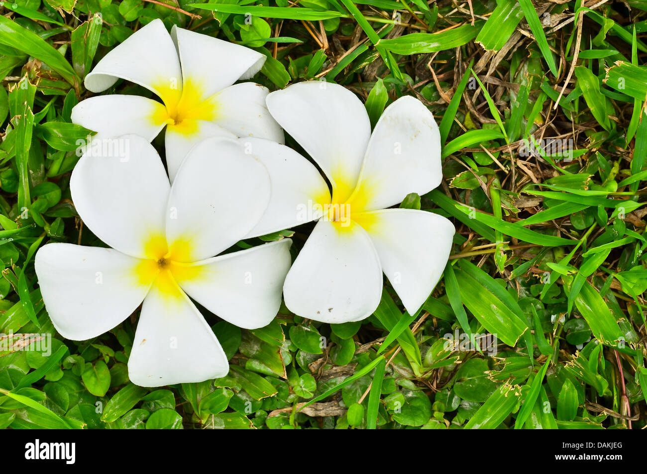 Field of grass flower hi-res stock photography and images - Alamy