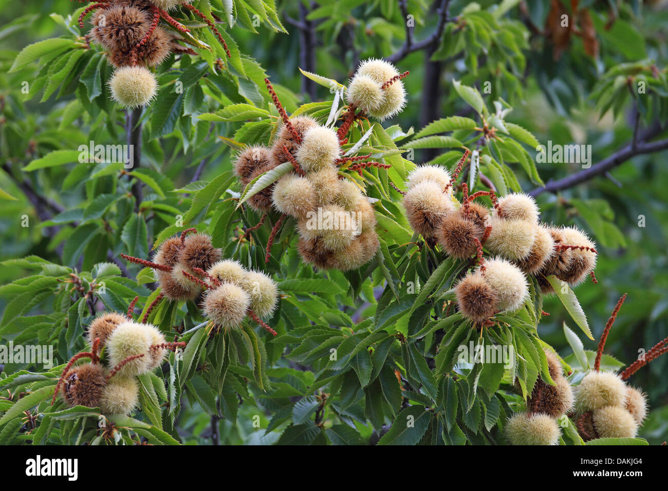Spanish chestnut, sweet chestnut (Castanea sativa), mature fruits on a ...