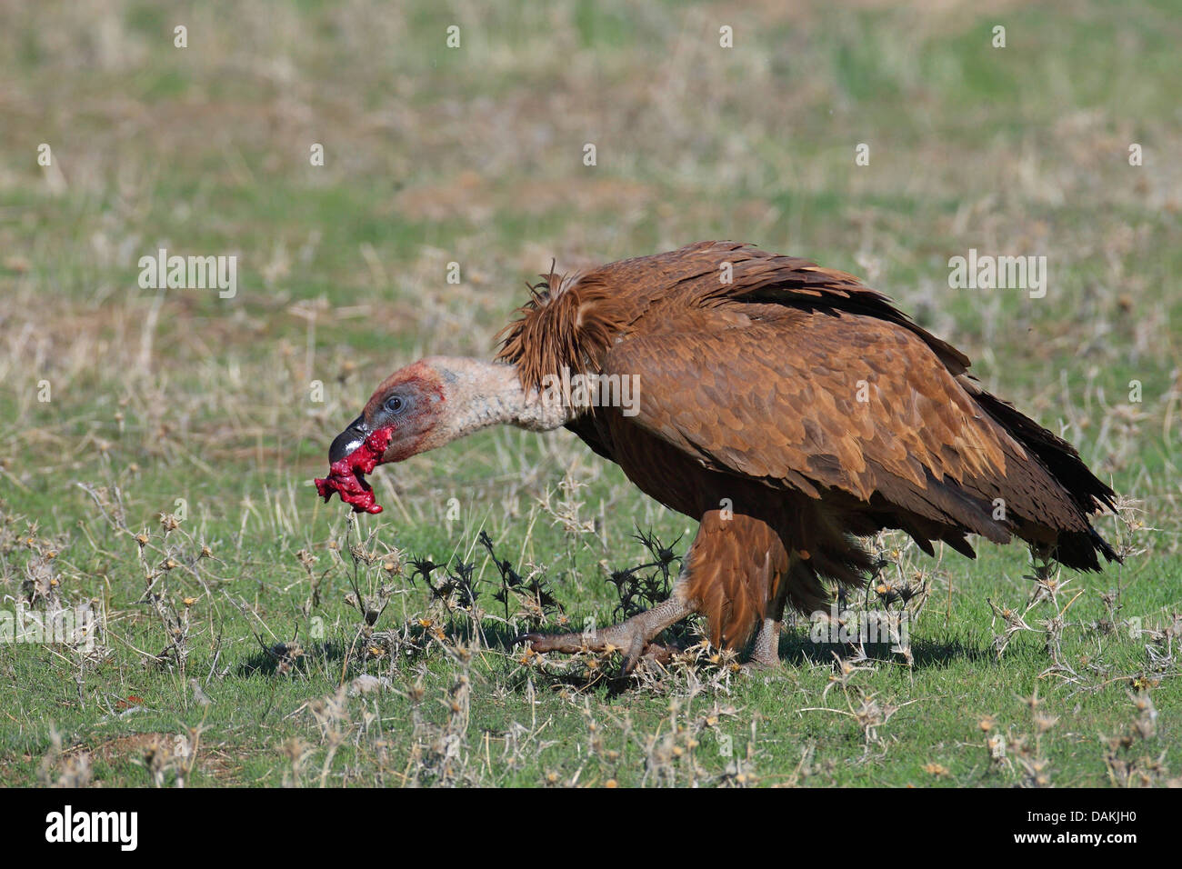 Immature carrion eating birds hi-res stock photography and images - Alamy