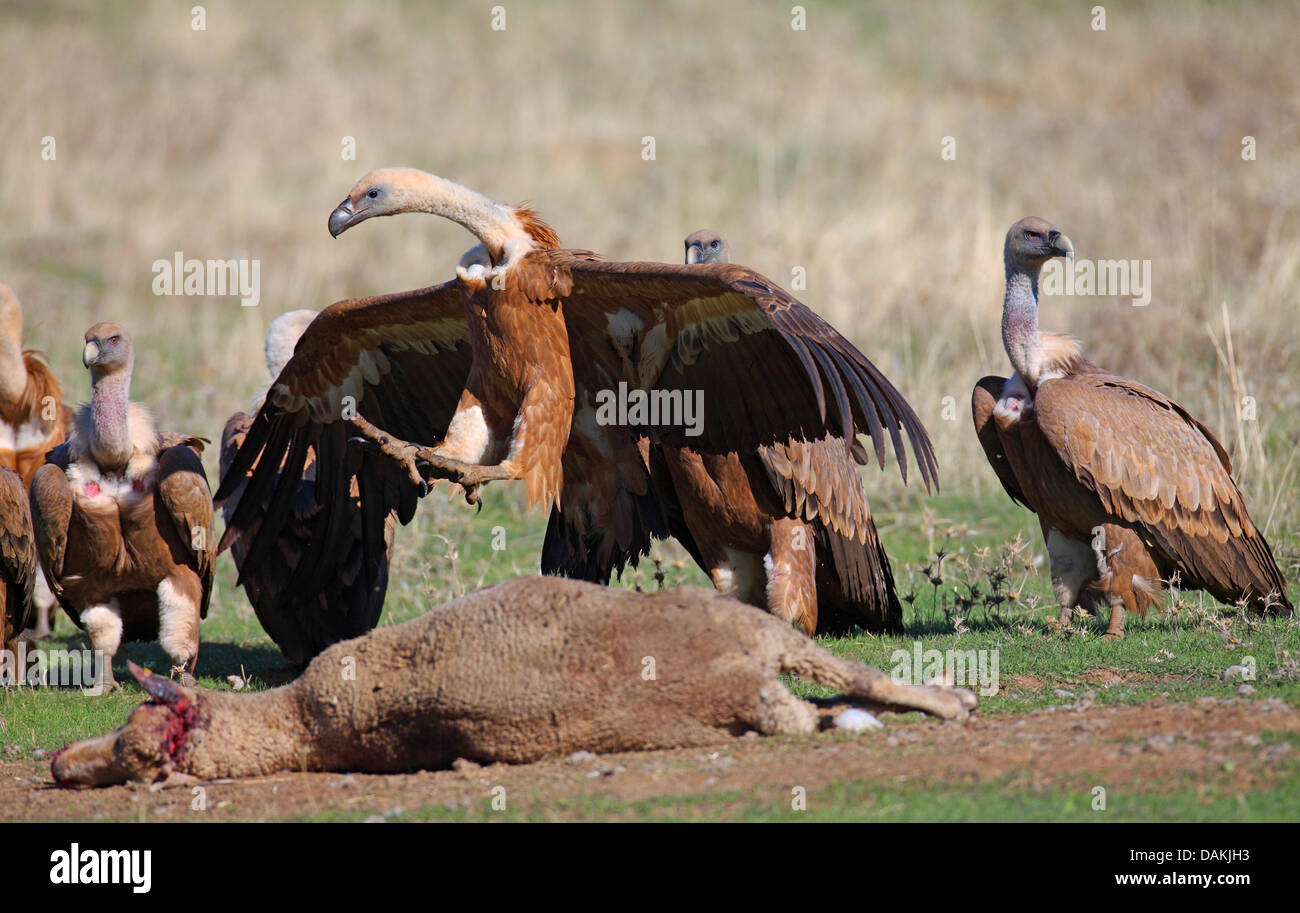 Cadaver Body Farm Stock Photos & Cadaver Body Farm Stock Images - Alamy