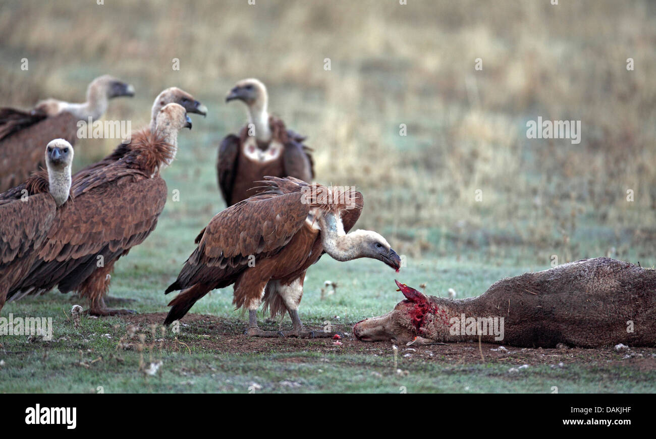Dead sheep hi-res stock photography and images - Alamy