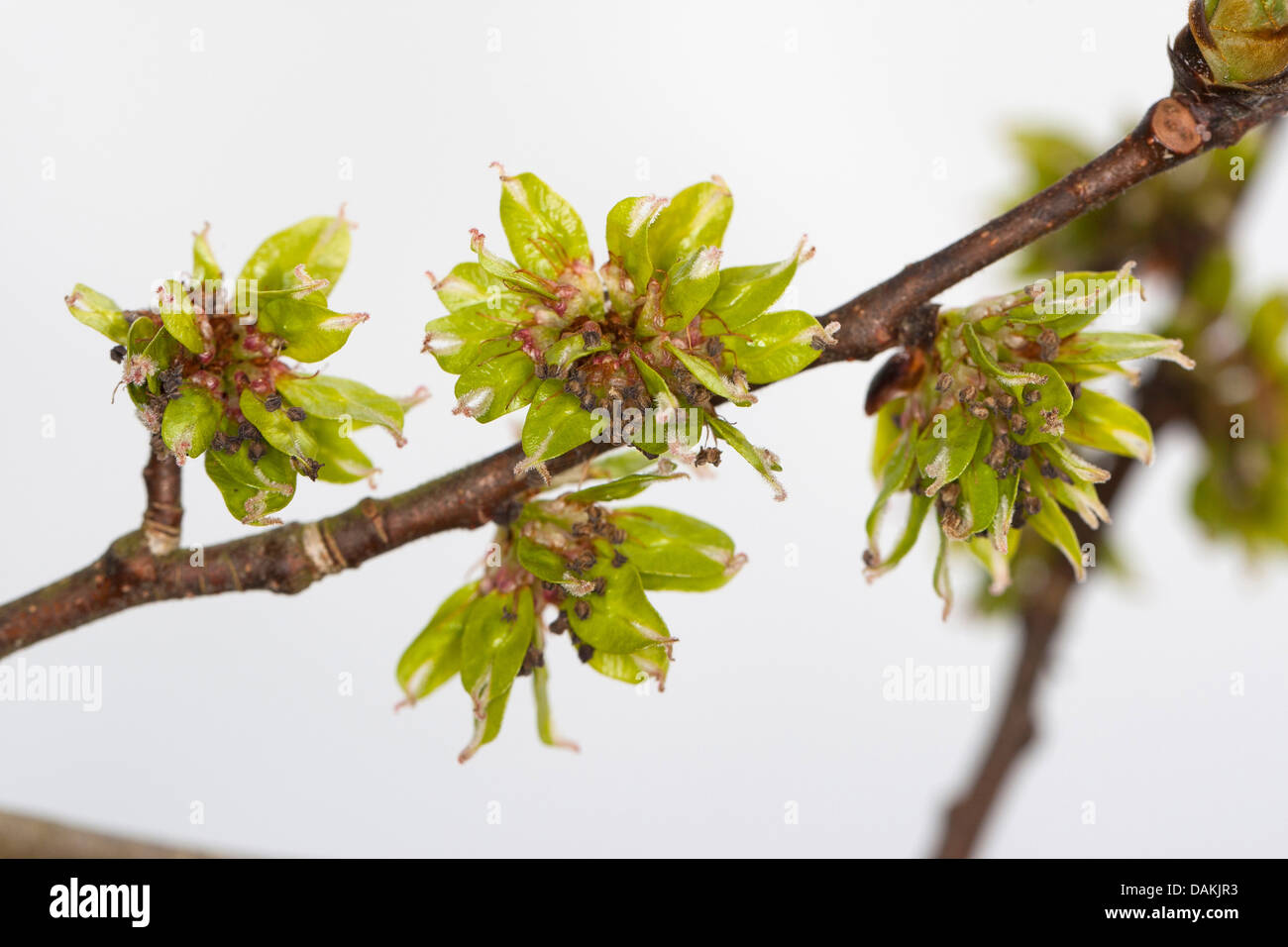 Elm tree flower hi-res stock photography and images - Alamy