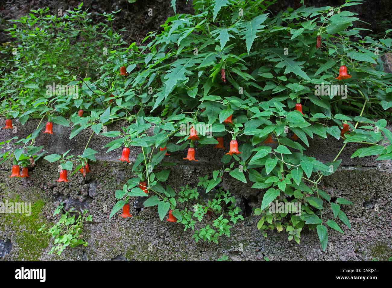 Canary bellflower (Canarina canariensis), blooming, Canary Islands, La ...
