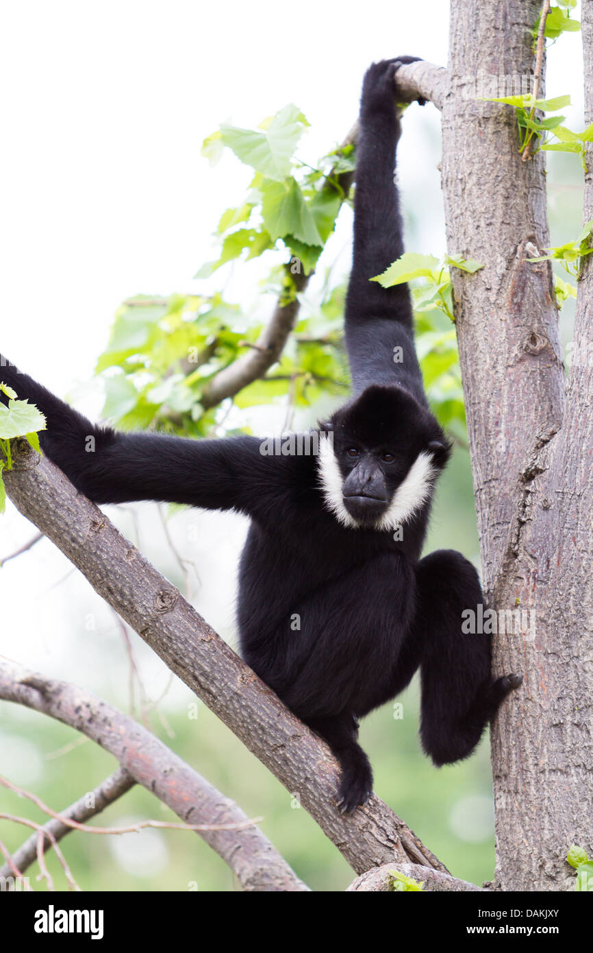 Monkey playing at the top of the tree Stock Photo - Alamy