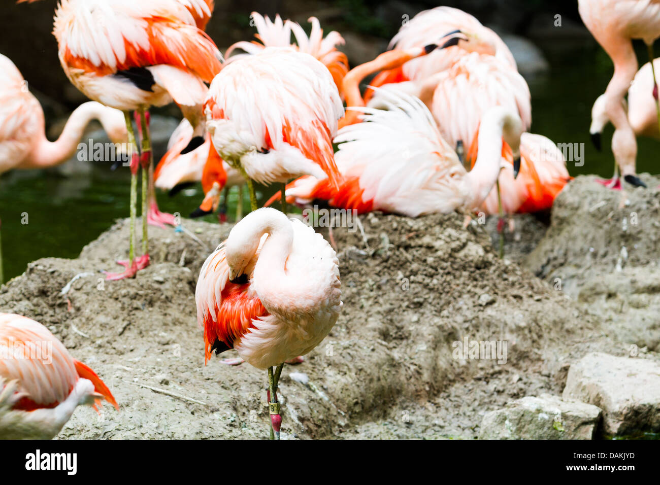 Group of flamingos on the rock in captivity Stock Photo - Alamy
