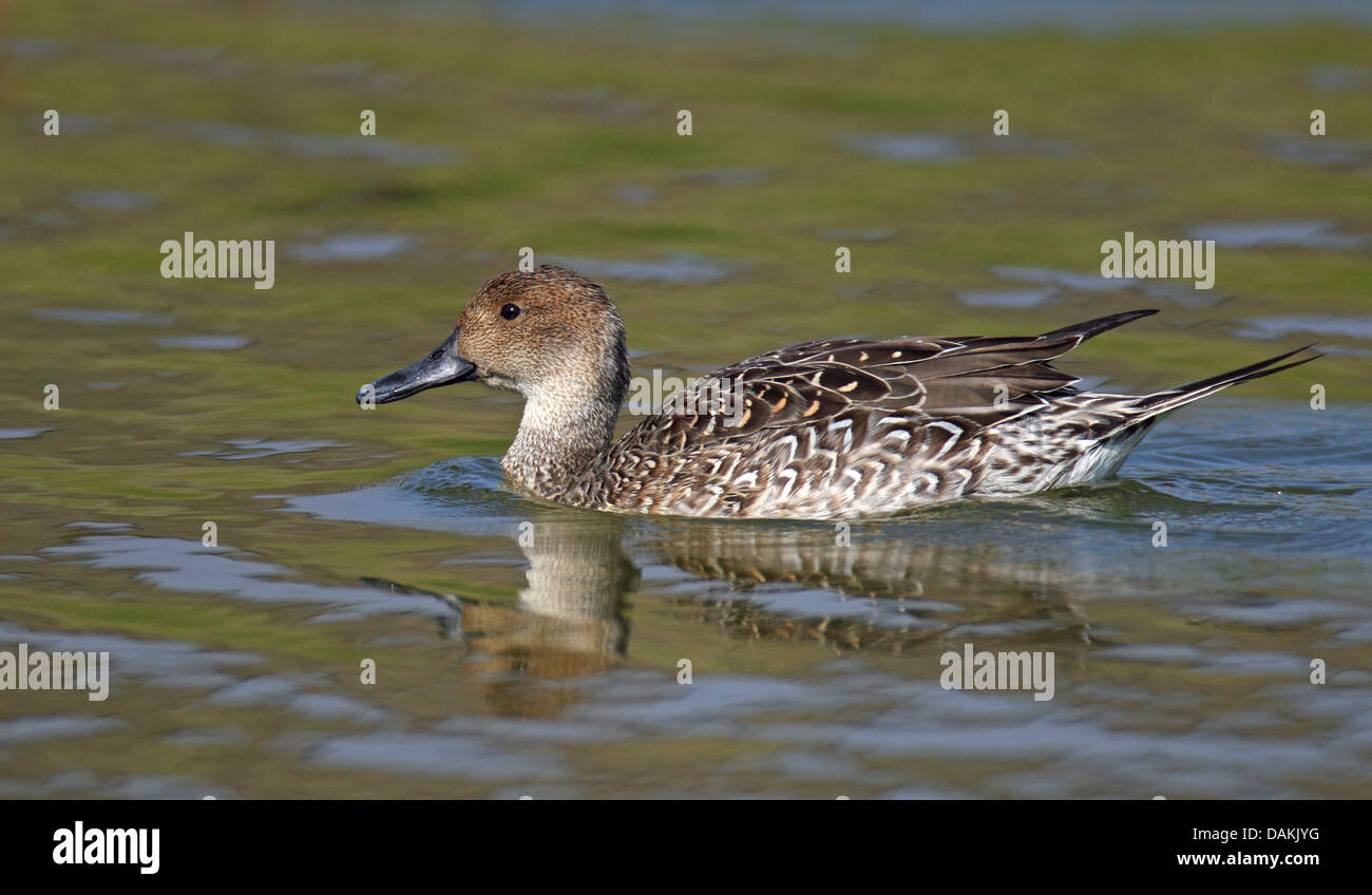 northern pintail (Anas acuta), swimming female, Spain Stock Photo - Alamy northern pintail (Anas acuta), swimming female, Spain Stock Photo - Alamy