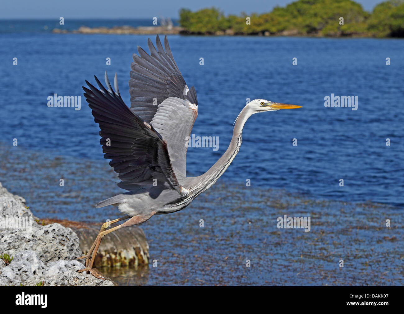 Wurdemann's heron (Ardea wurdemanni), Wurdemann's heron flying off, USA ...