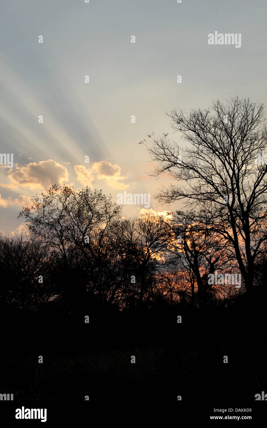 Sunset silhouette bushveld trees hi-res stock photography and images ...