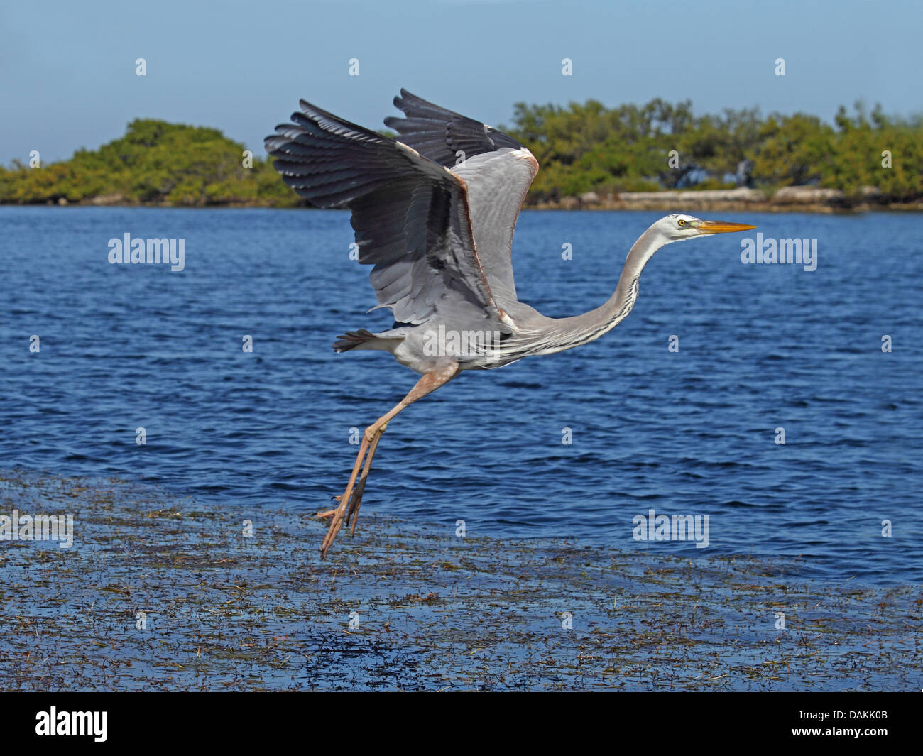 Wurdemann's heron (Ardea wurdemanni), Wurdemann's heron flying off, USA ...