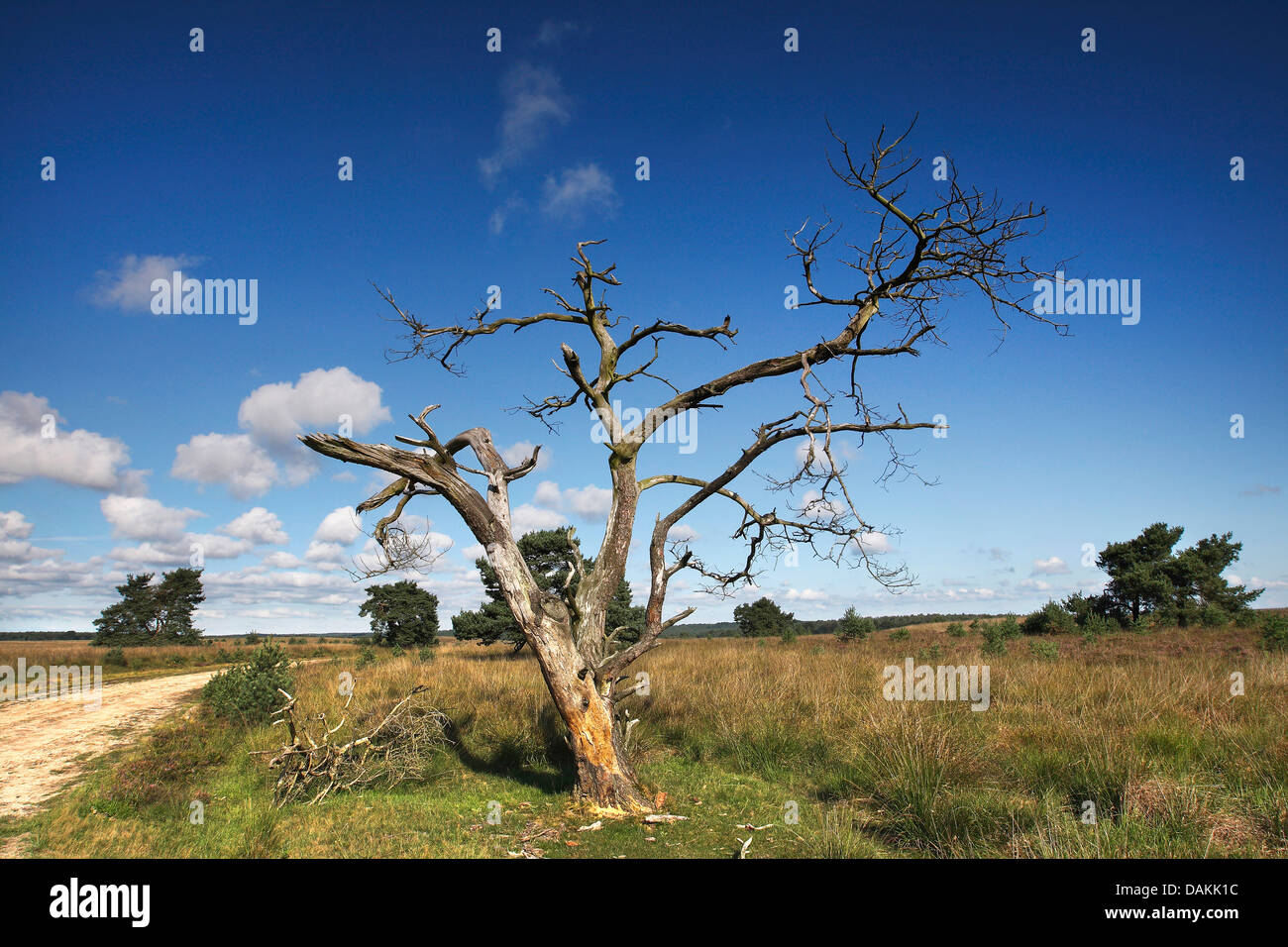 dead tree in heathland, Netherlands, Rhederheide, Veluwezoom National ...