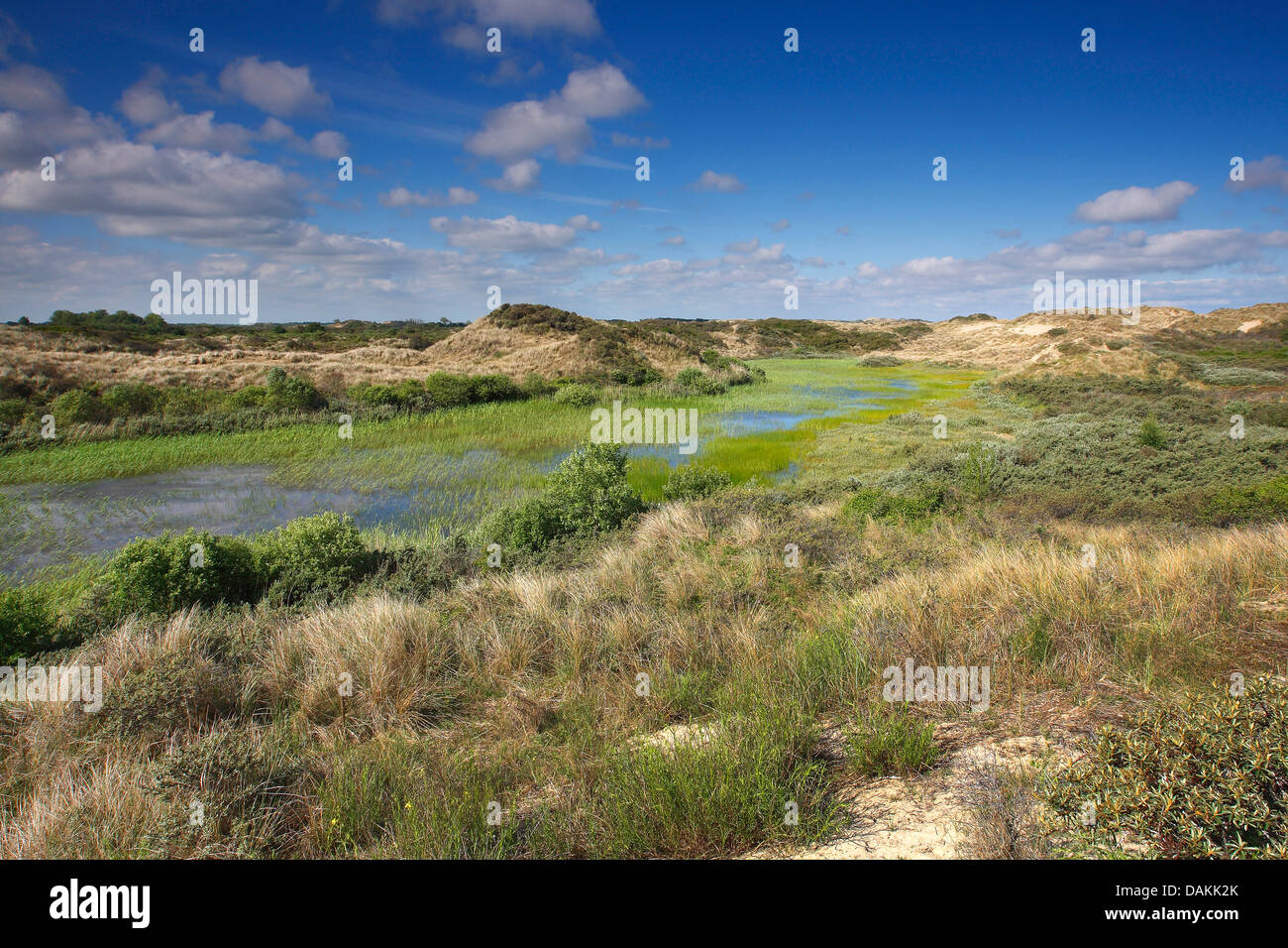 Ponds in a dune landscape hi-res stock photography and images - Alamy