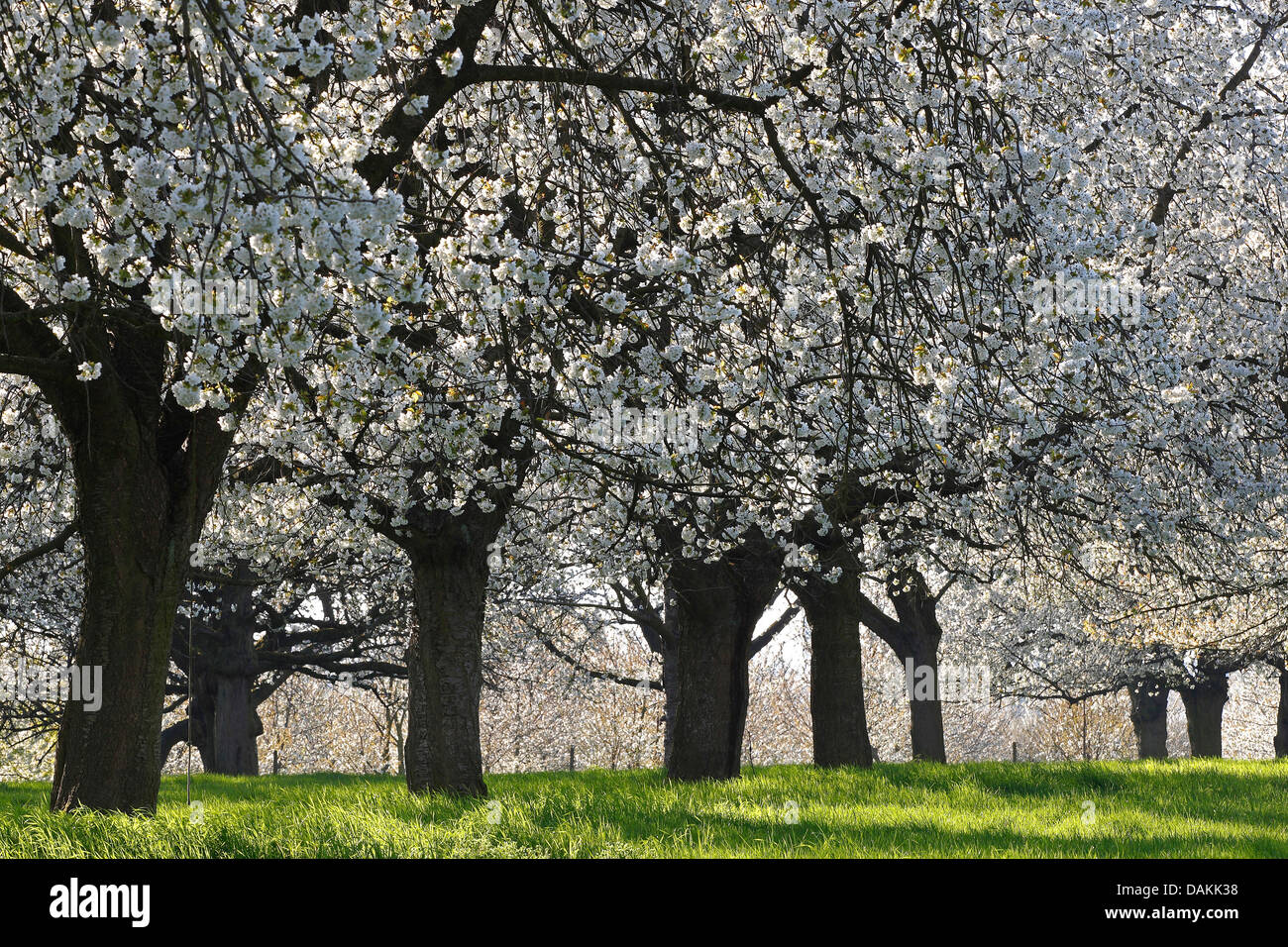 wild cherry, sweet cherry, gean, mazzard (Prunus avium), meadow with ...