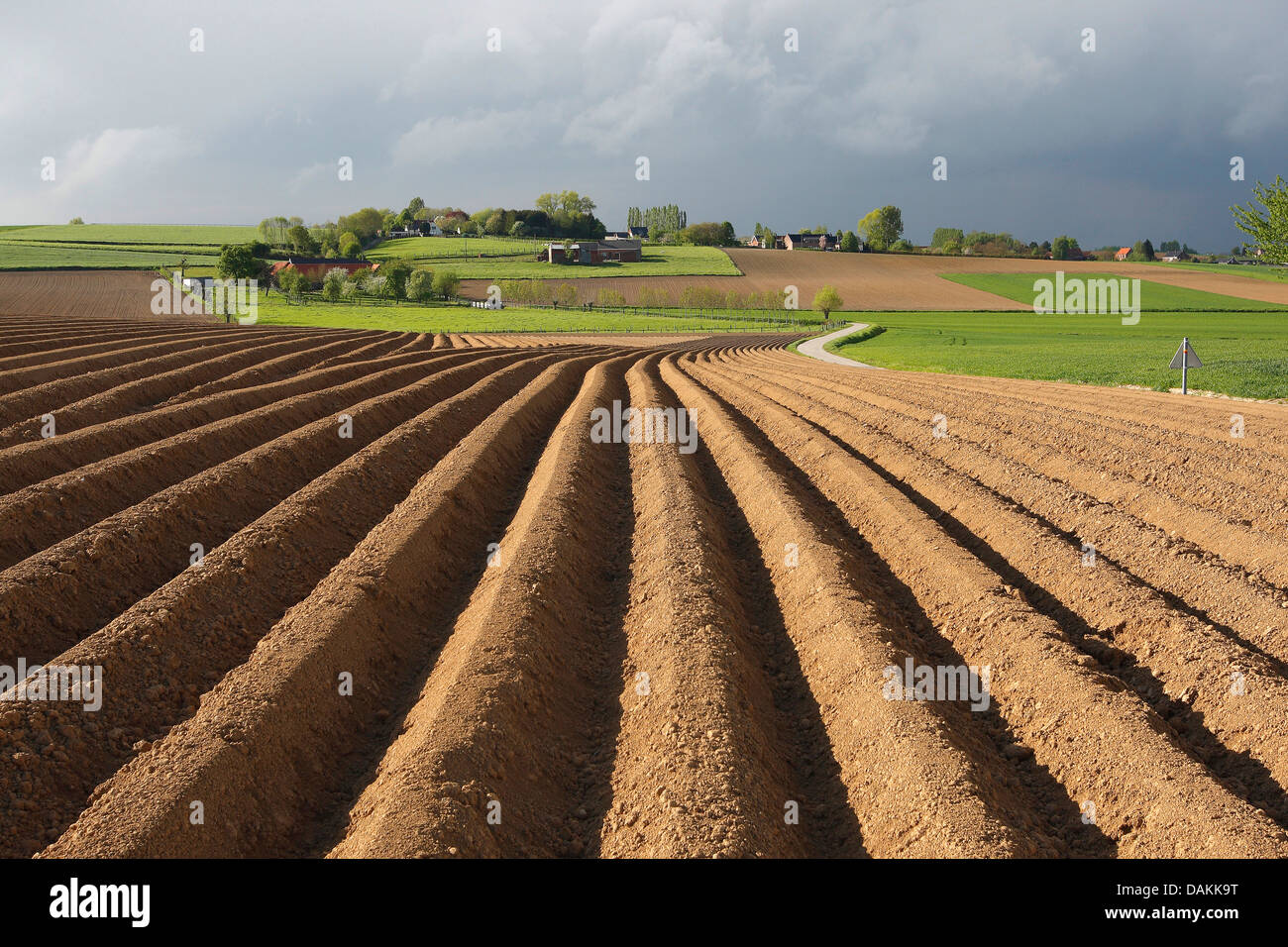 Potato field hi-res stock photography and images - Alamy