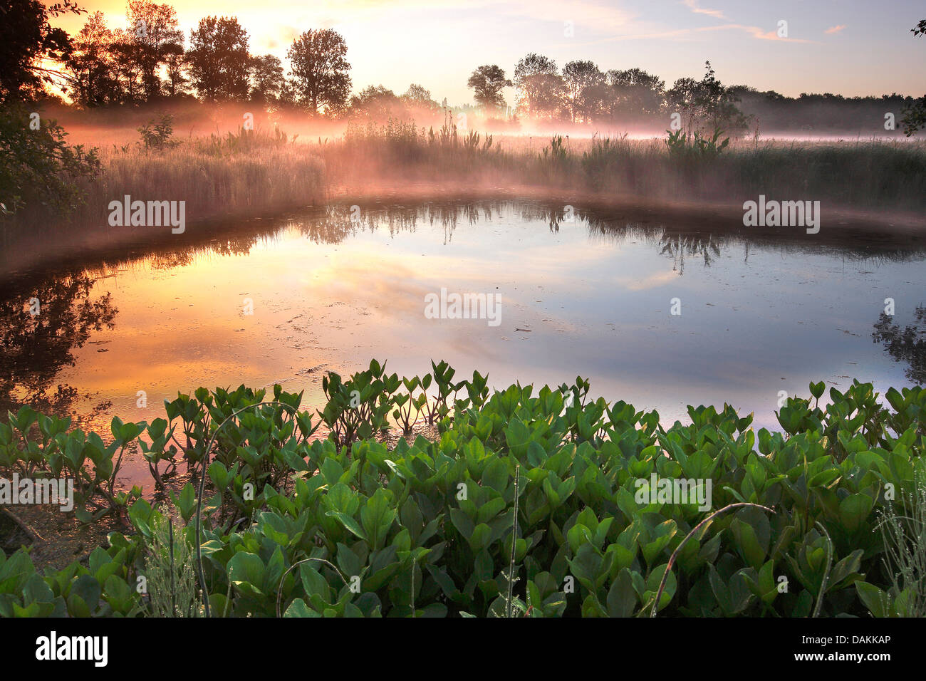bogbean, buckbean (Menyanthes trifoliata), ground fog above pond in ...